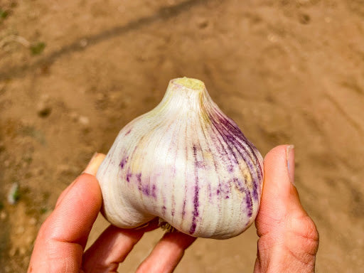 Can You Compost Garlic? – Organic Plant Magic