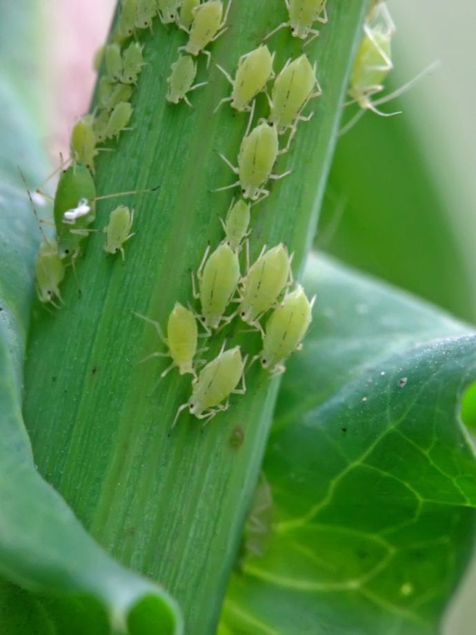 Got Aphids? – Organic Plant Magic