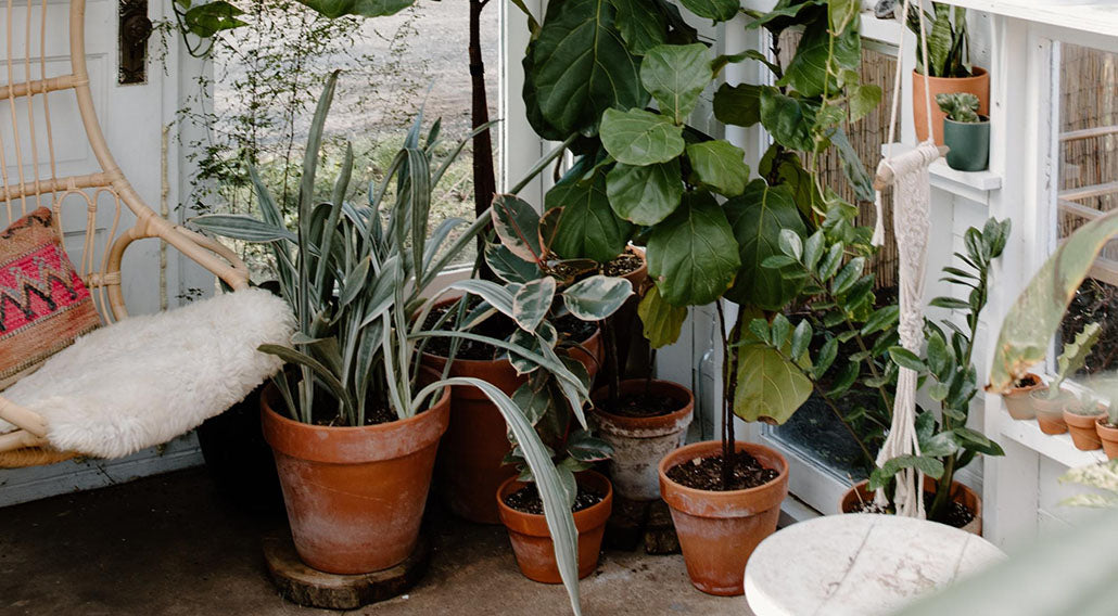 Happy Houseplants – Organic Plant Magic