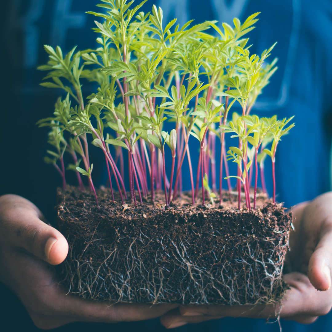 We Are Rooting For You! – Organic Plant Magic